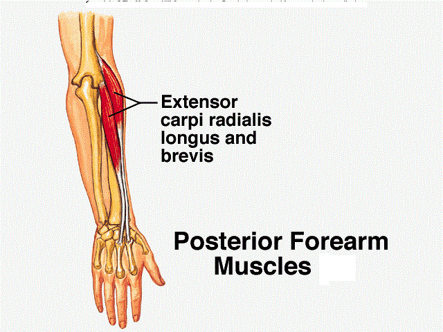 Extensor-Radialis-Longus - Bollywood Film Trailer, Review, Song